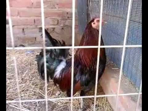 gallo gallina y cria blue face - YouTube