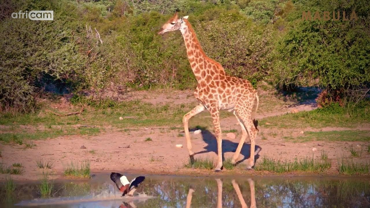 Goose Gives Giraffe A Fright - YouTube