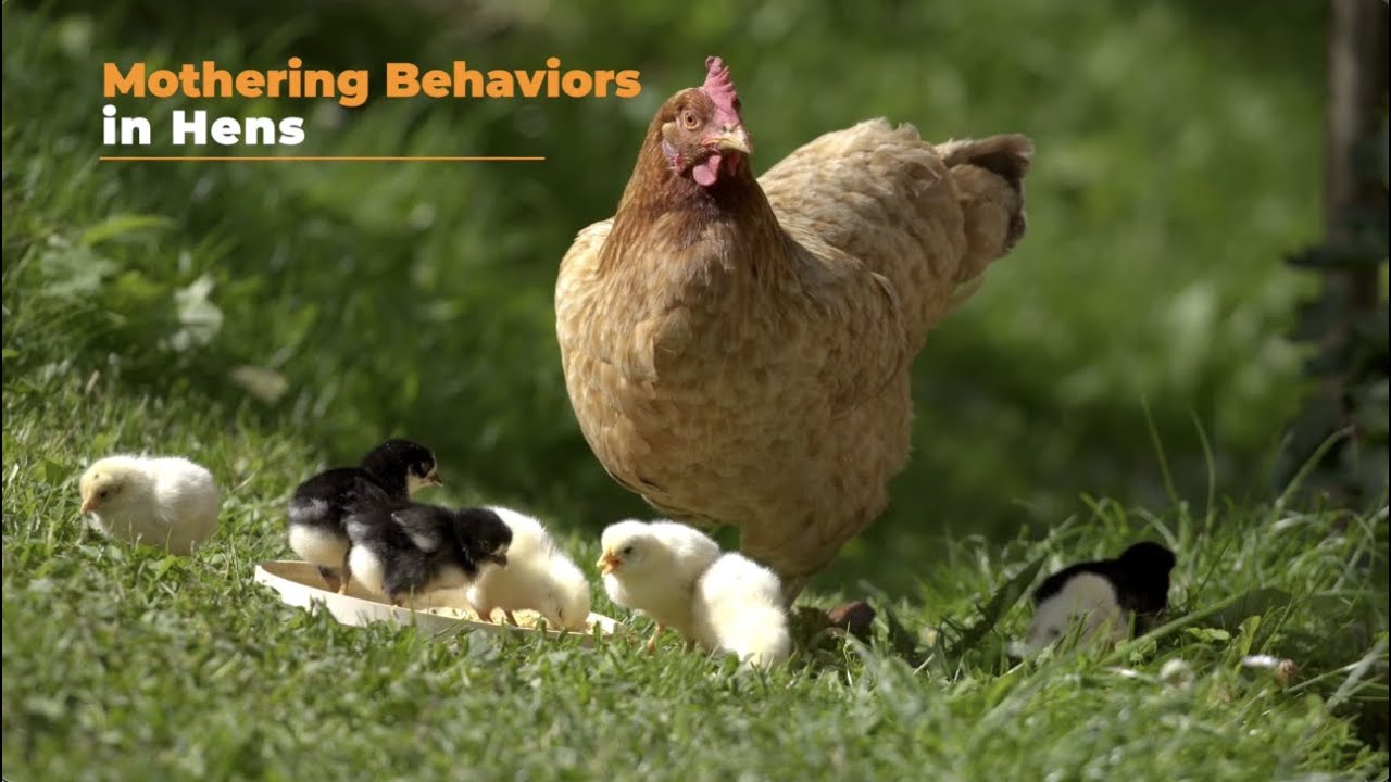 Mothering Behaviors in Hens - YouTube