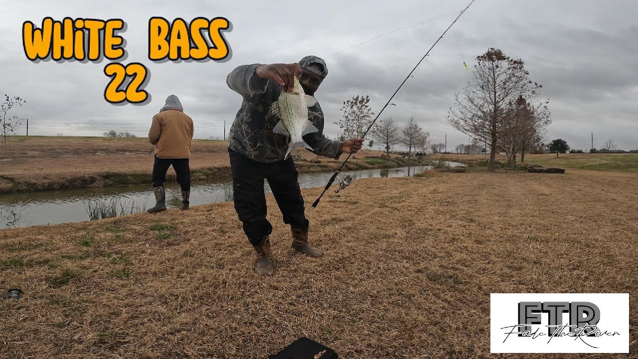 White bass fishing with Texas Hook Setters in a small creek (catch ...
