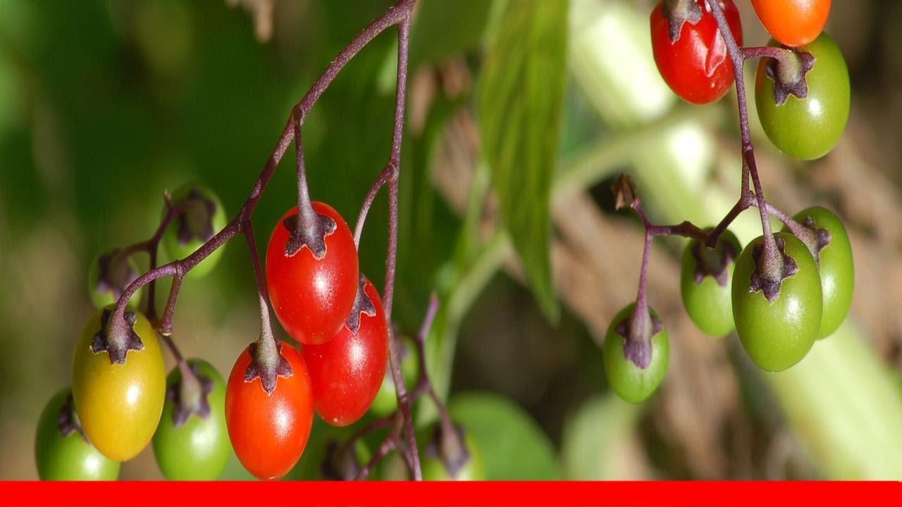 Identifying 15 Common Poisonous Plants 🛋️ - YouTube