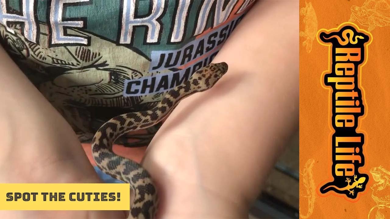 Gorgeous Baby Spotted Pythons | Reptile Life Adelaide - YouTube