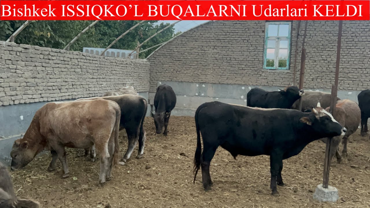 Susanbilda Qirg’izston ISSIQKO’L BUQALARI judaham ARZON BO’LIB KETDI ...