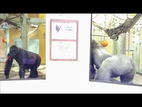 [Episode 2]  Mating call of a frustrated female gorilla? (Momotaro family)