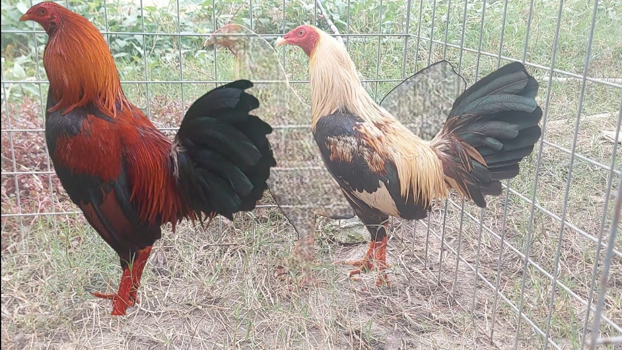 Lên 2 con gà tre siu mỹ đẹp . Gà tre siu mỹ . Anh em xem tham khảo ...