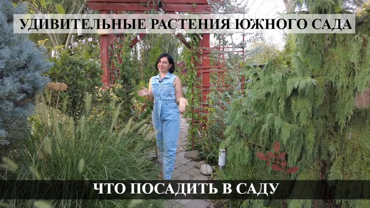 УДИВИТЕЛЬНЫЕ РАСТЕНИЯ ЮЖНОГО САДА / Что посадить в саду / РАСТЕНИЯ ...