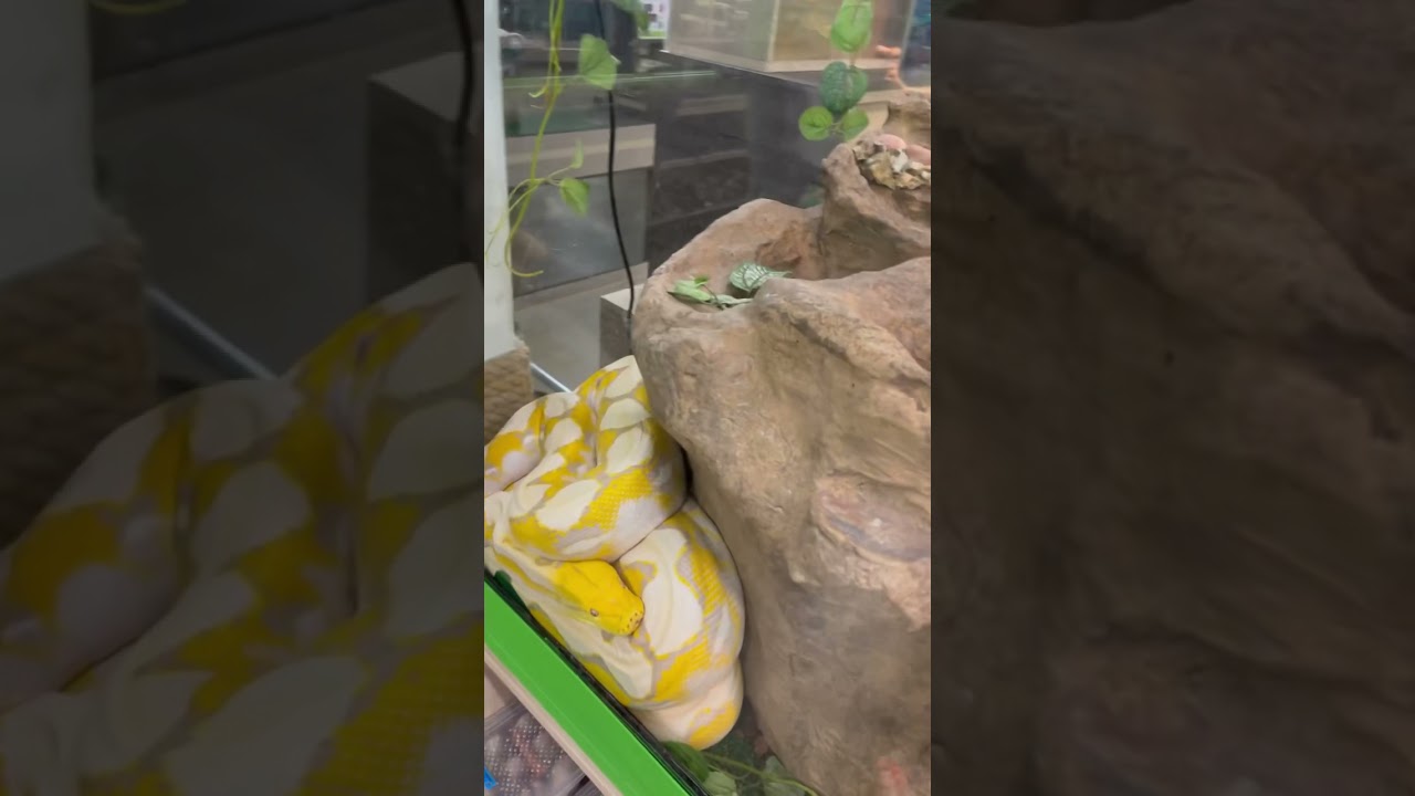 Golden Python 🐍 - YouTube