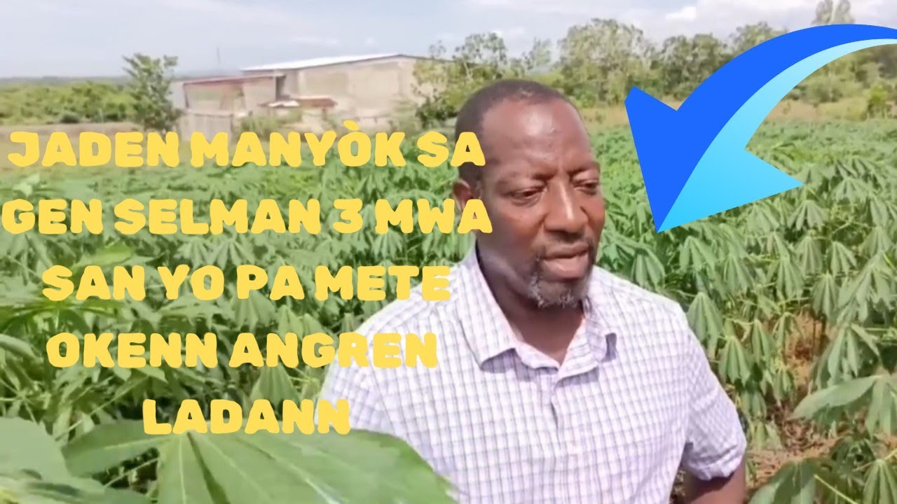 Wao mezanmi Vin gade yon jaden manyòk kigen 3mwa #viewers #haiti # ...