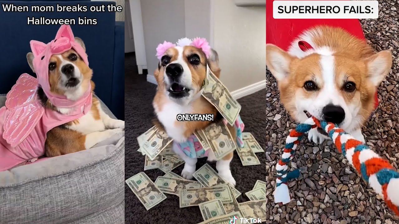 The Most Viewed Hammy and Olivia TikTok Videos 2022 | Funny Hammy and ...