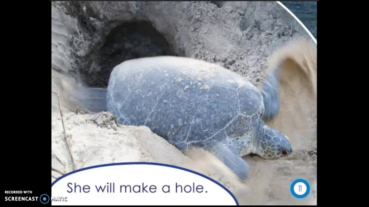 Sea Turtle Read Aloud 2G - YouTube