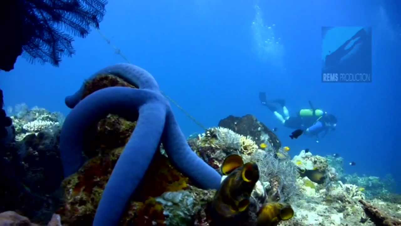 Diving Jemeluk Wall, Amed, Bali, Indonesia - YouTube