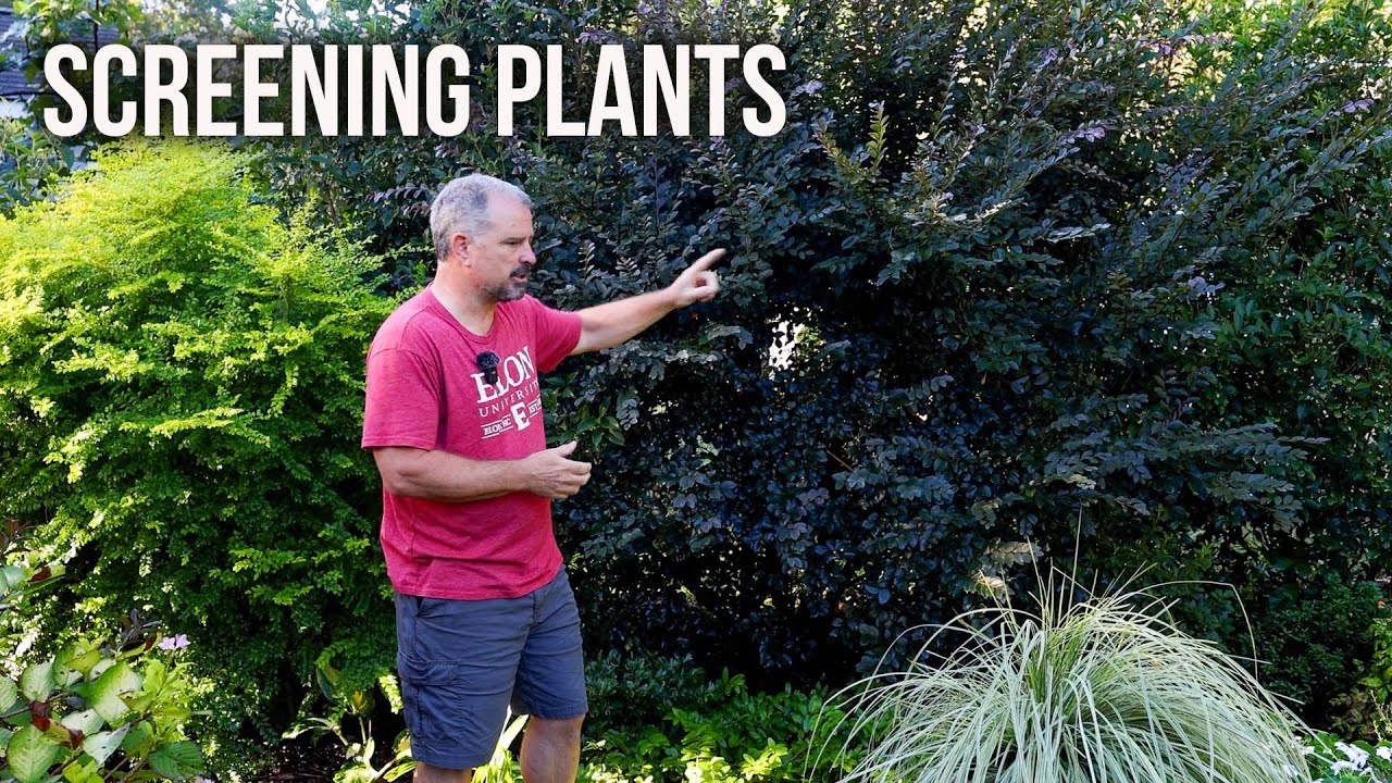 Why Use A Mix Of Plants To Screen The Garden For Privacy - YouTube