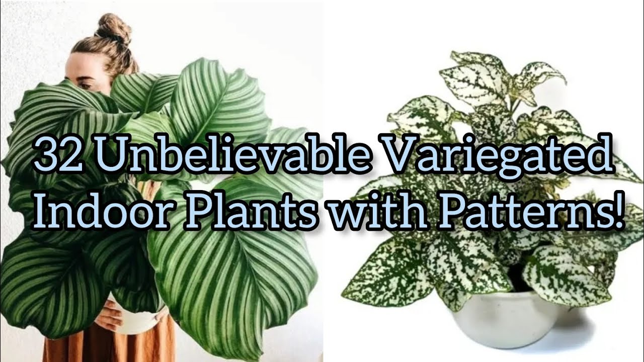 32 Unbelievable Variegated Indoor plants with names - YouTube
