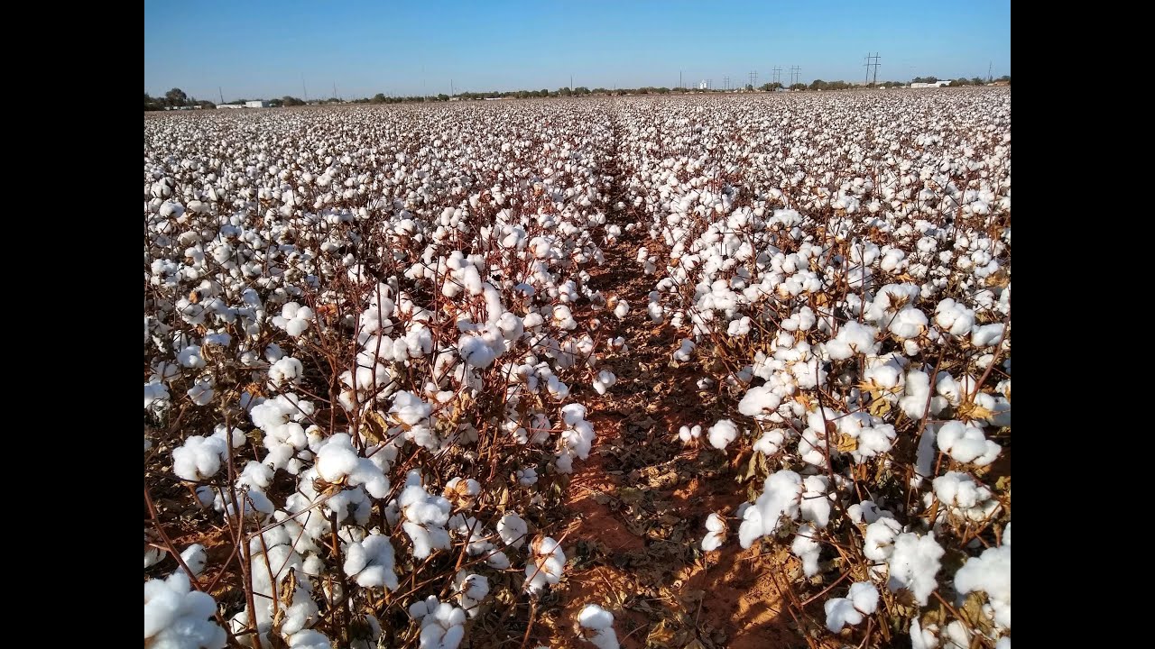 Regenerative Practices for High Yielding Cotton - YouTube