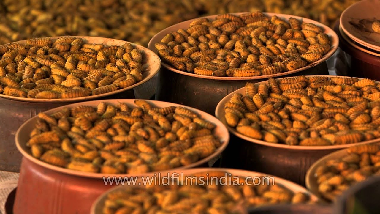 Silk worms and snails on sale in India - YouTube