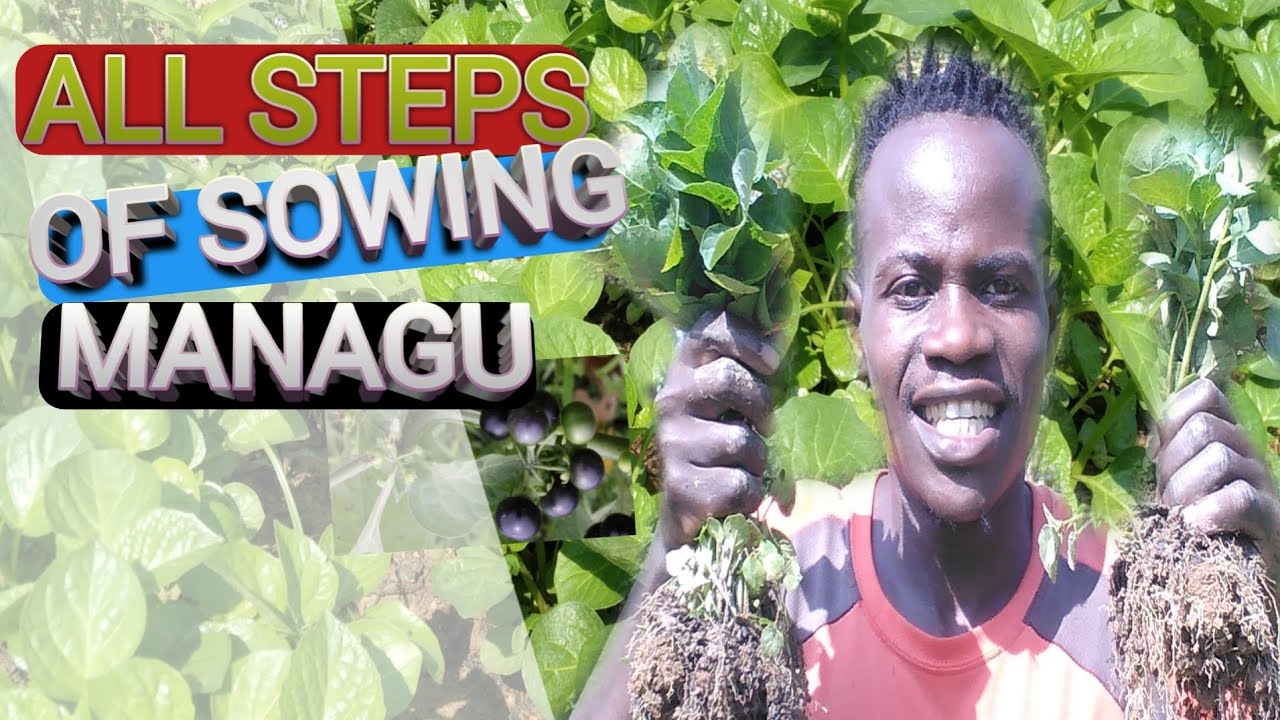 Best way of preparing managu nursery step by step - YouTube
