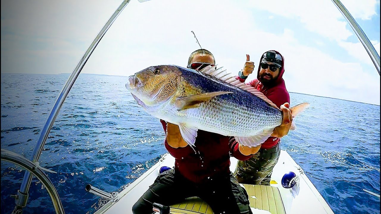 PESCA TRAINA AL DENTICE CON CALAMARO VIVO - YouTube