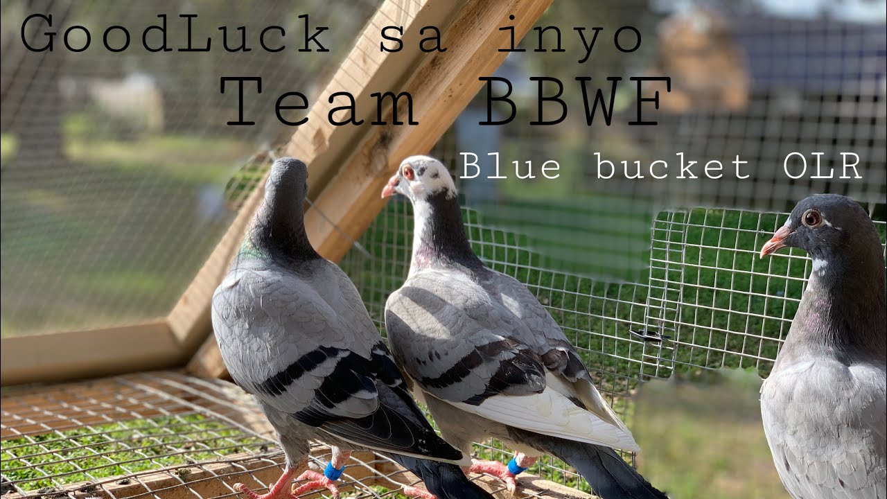 OTW na mga kalapati natin sa Blue bucket stampede OLR .. GOODLUC sa ...