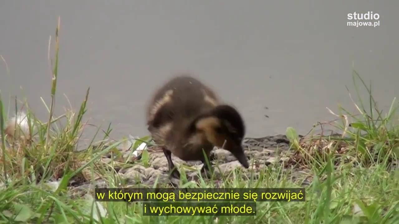 Napisy w filmie - YouTube