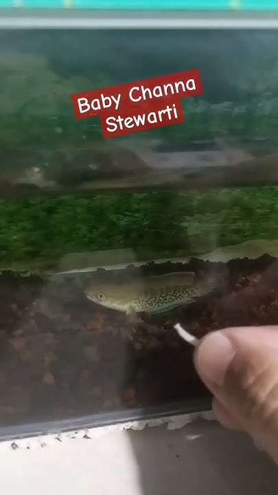 cute baby Channa #shorts - YouTube