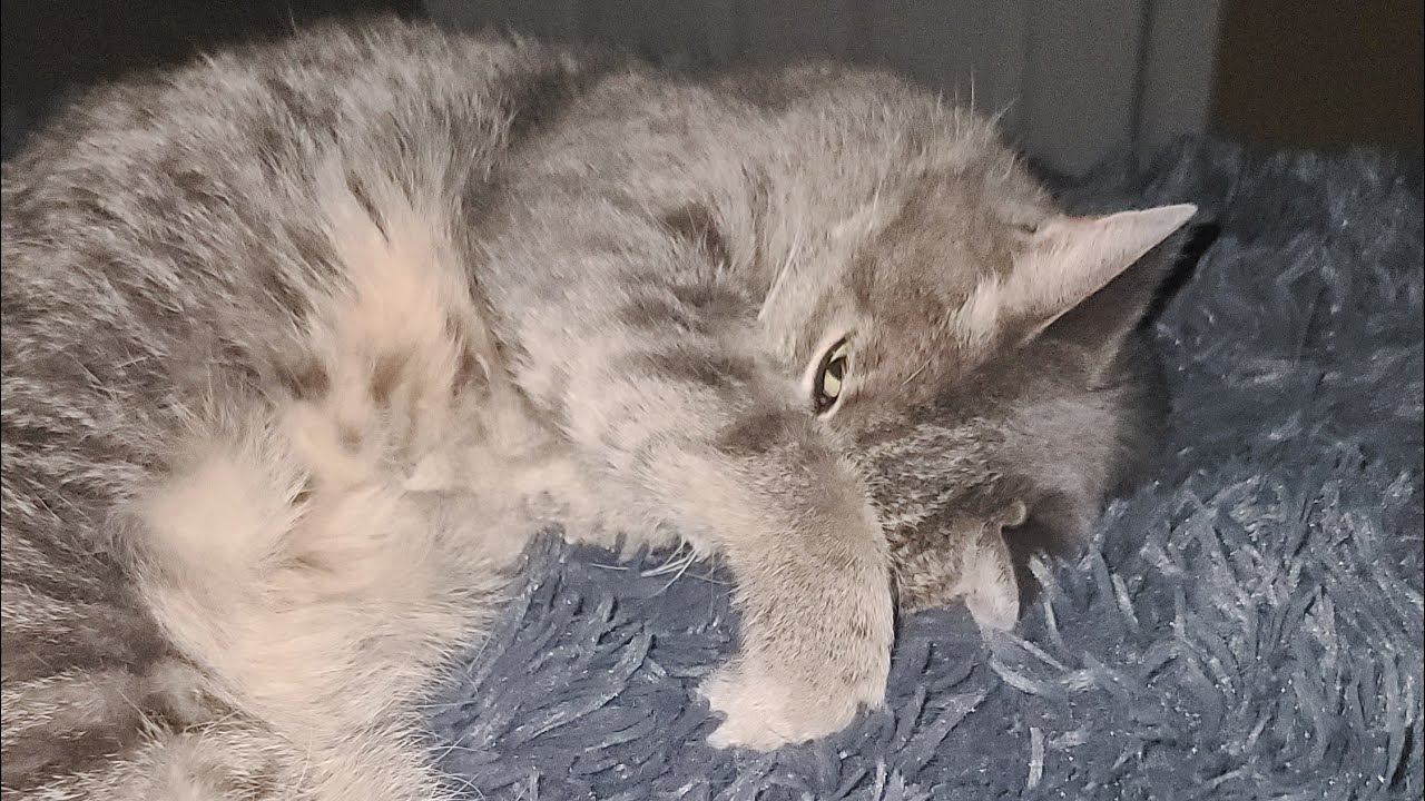 SLEEPSTREAM No Betas Allowed Lol! - YouTube