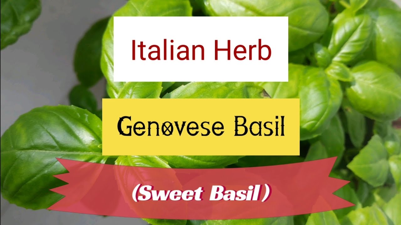 Genovese basil, Ocimum basilicum,Italian basil - YouTube