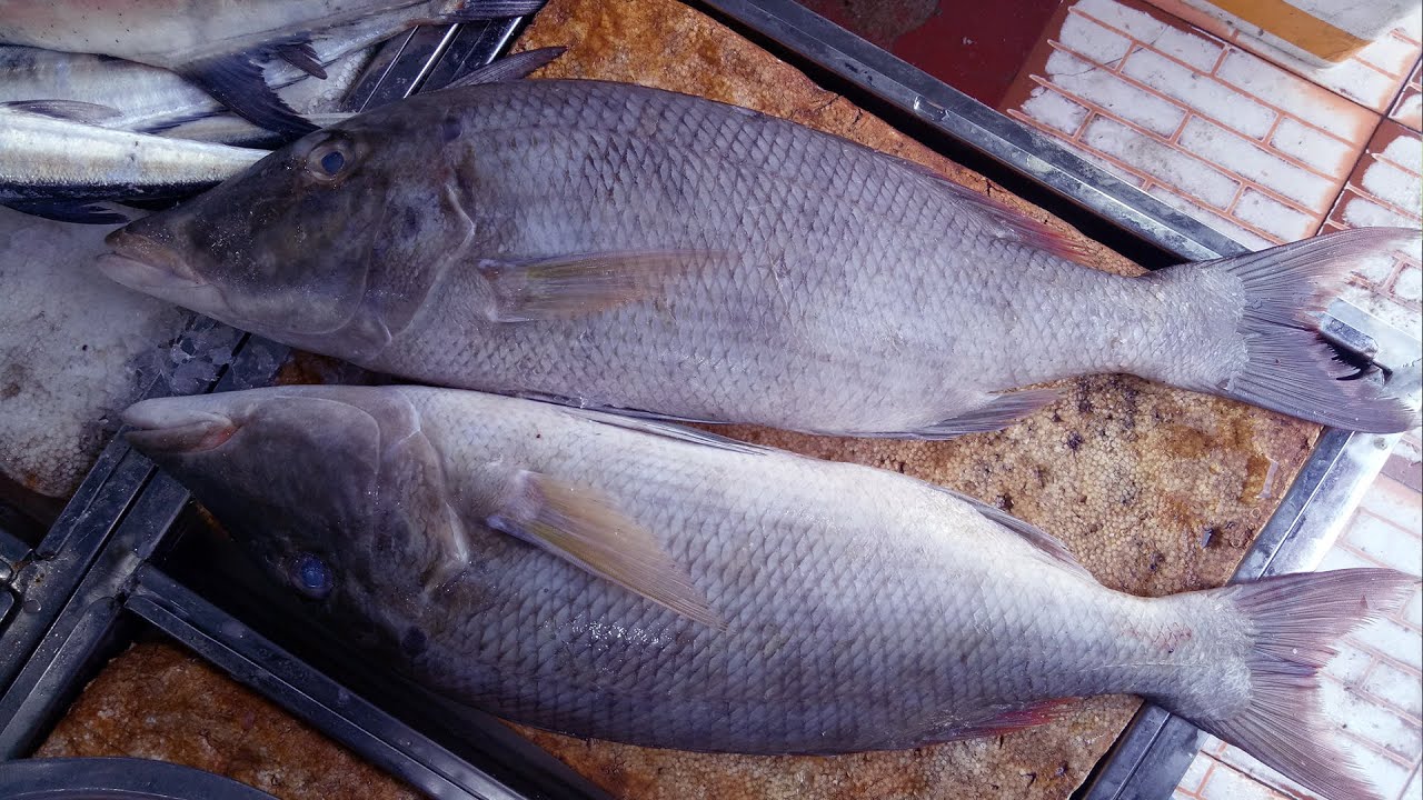 Amazing !!!!! Mullet (Gal Malu) Cutting | Skill Sri Lanka - YouTube