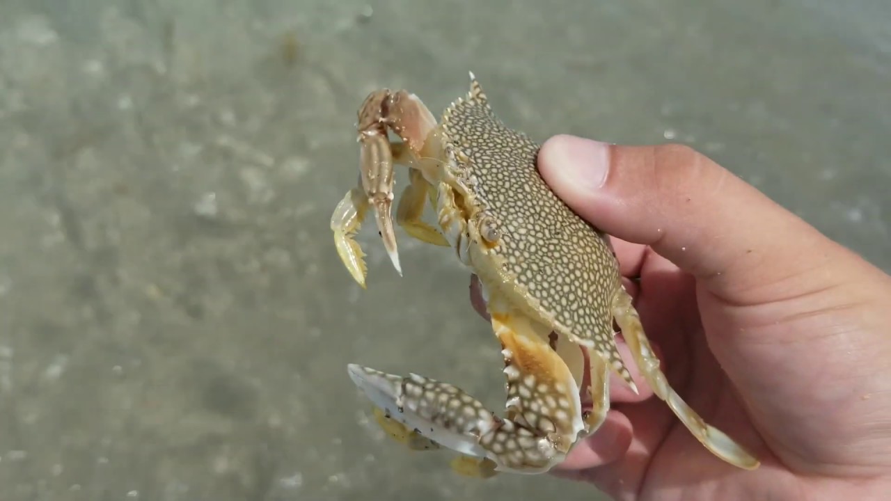 Speckled Swimming Crab - Wild Edibles - YouTube