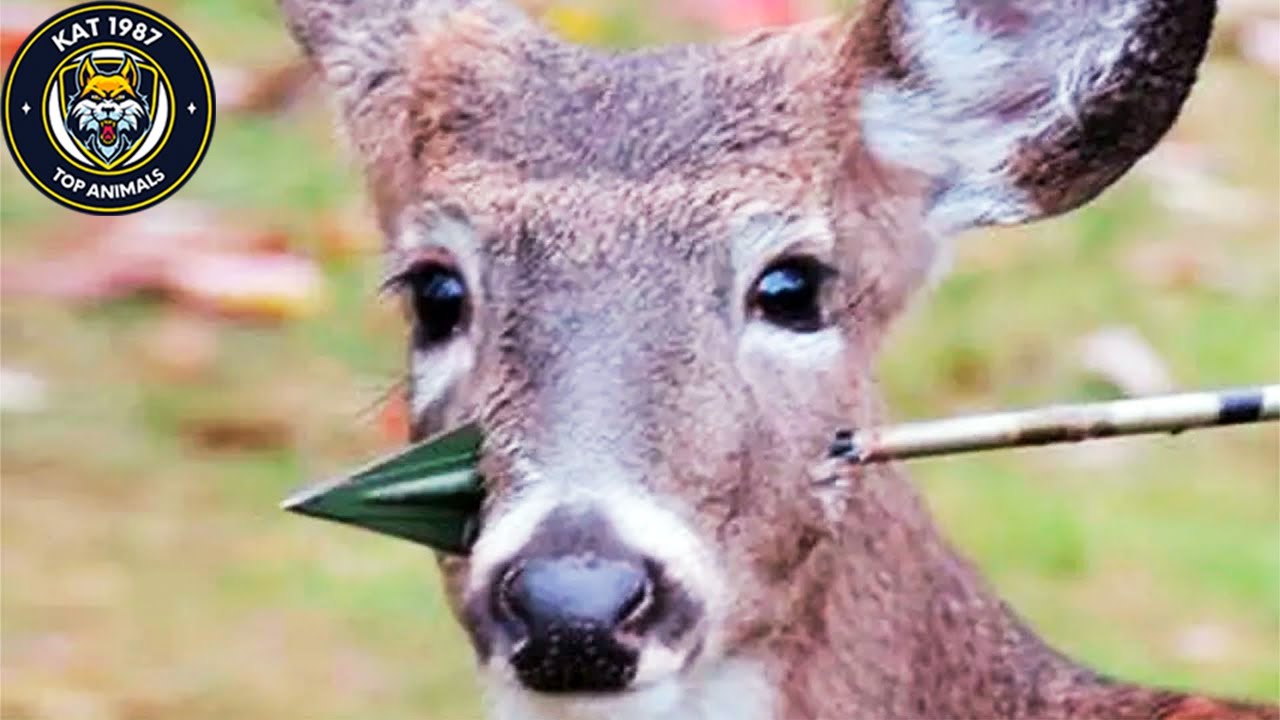MOMENTS Seriously Injured Deer And Other Animals CAUGHT ON CAMERA! What ...
