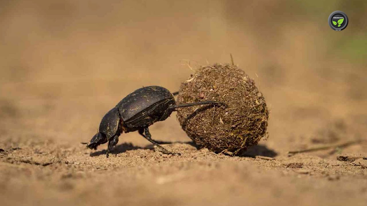 ಕಸ ತಿನ್ನುವ ಕೀಟಗಳು ಭಾಗ-1 | Entomology - YouTube