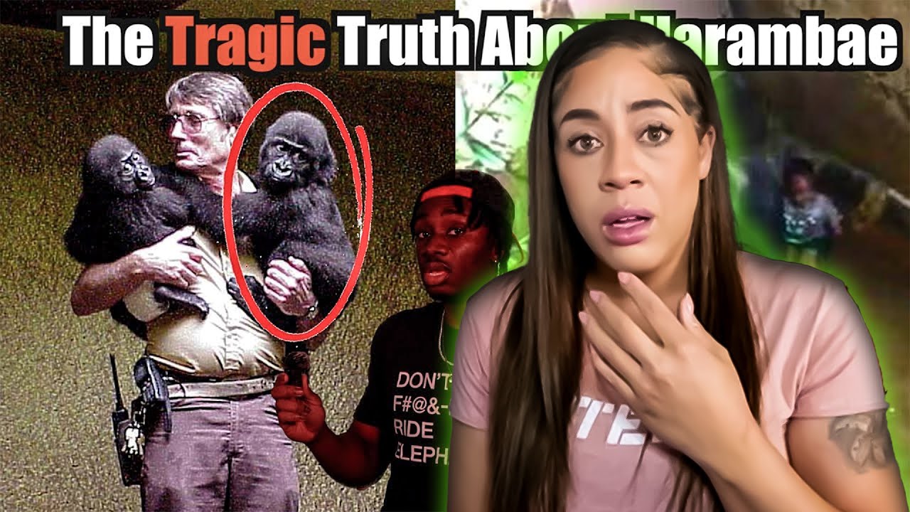 Why Harambe's Death was the Right Choice for the Wrong Reasons | Casual ...