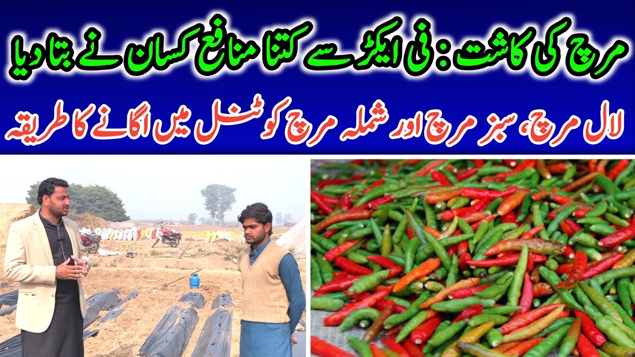Chili Farming in Pakistan | How to Grow Chili in Pakistan | Punjabi Des ...