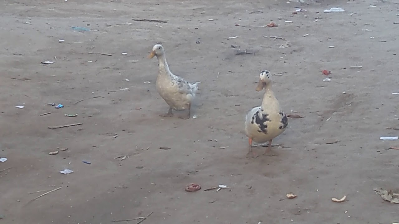 PakistanI duck bird - YouTube