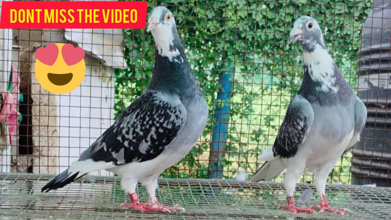 Racing Homer pairs | Homer Pigeons | ಹೋಮರ್ ಪಾರಿವಾಳಗಳು - YouTube