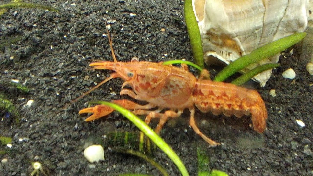 Orange Dwarf Crayfish walking around - YouTube