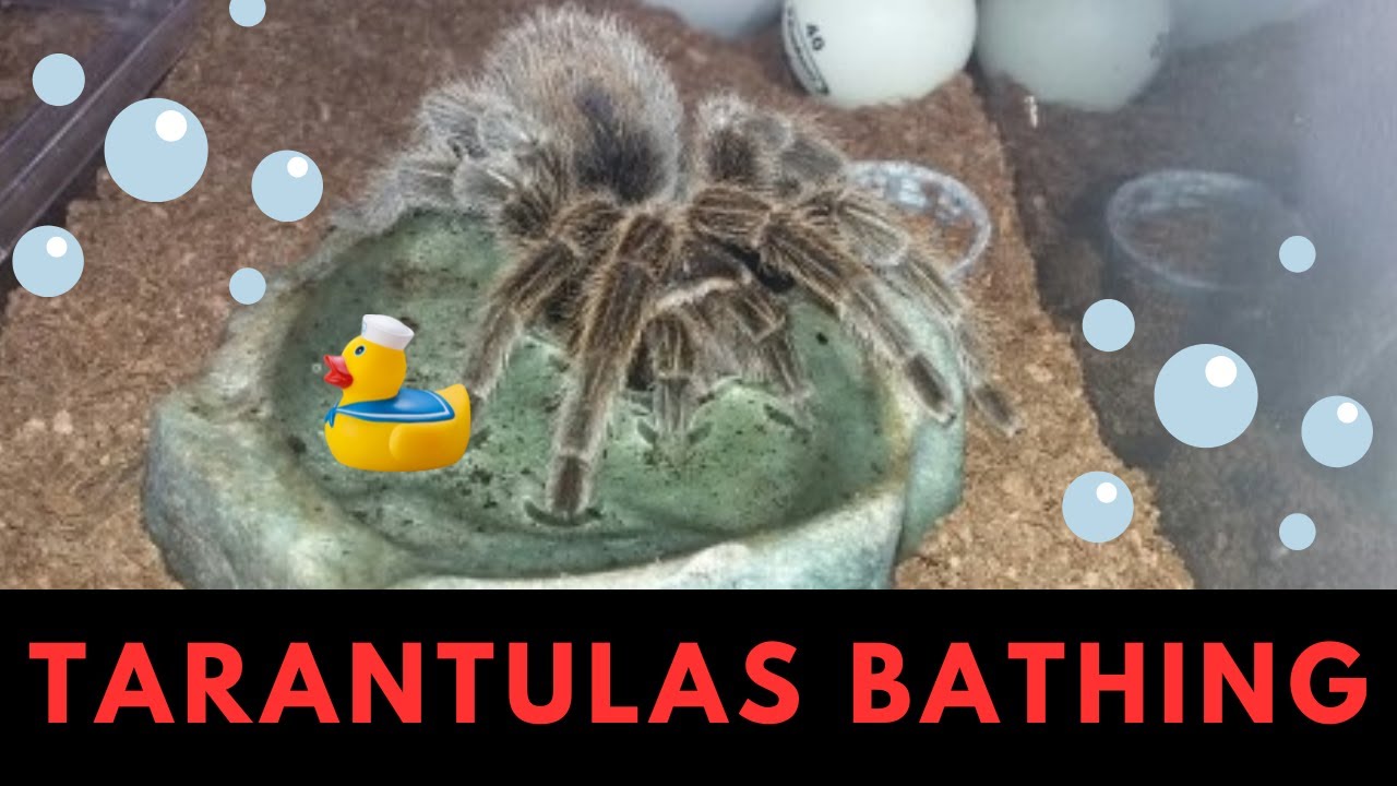 Adorable Clips Of My Two Tarantulas Bathing - YouTube