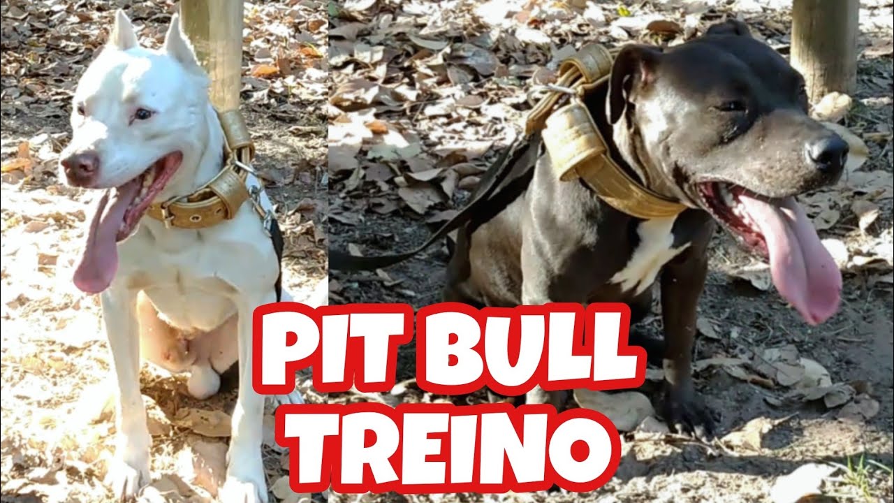 Babi e Huck Pelles Rustic Treinando Corrida com os Cães.Bugando o Rolê com Os Pit Bull em Matão ...