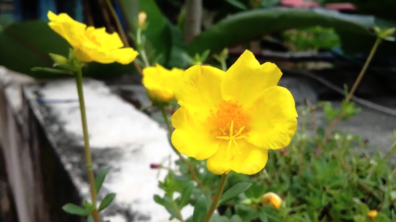 🌼 10 O’Clock Yellow: Nature’s Blooming Clock 🕙💛 #plants - YouTube