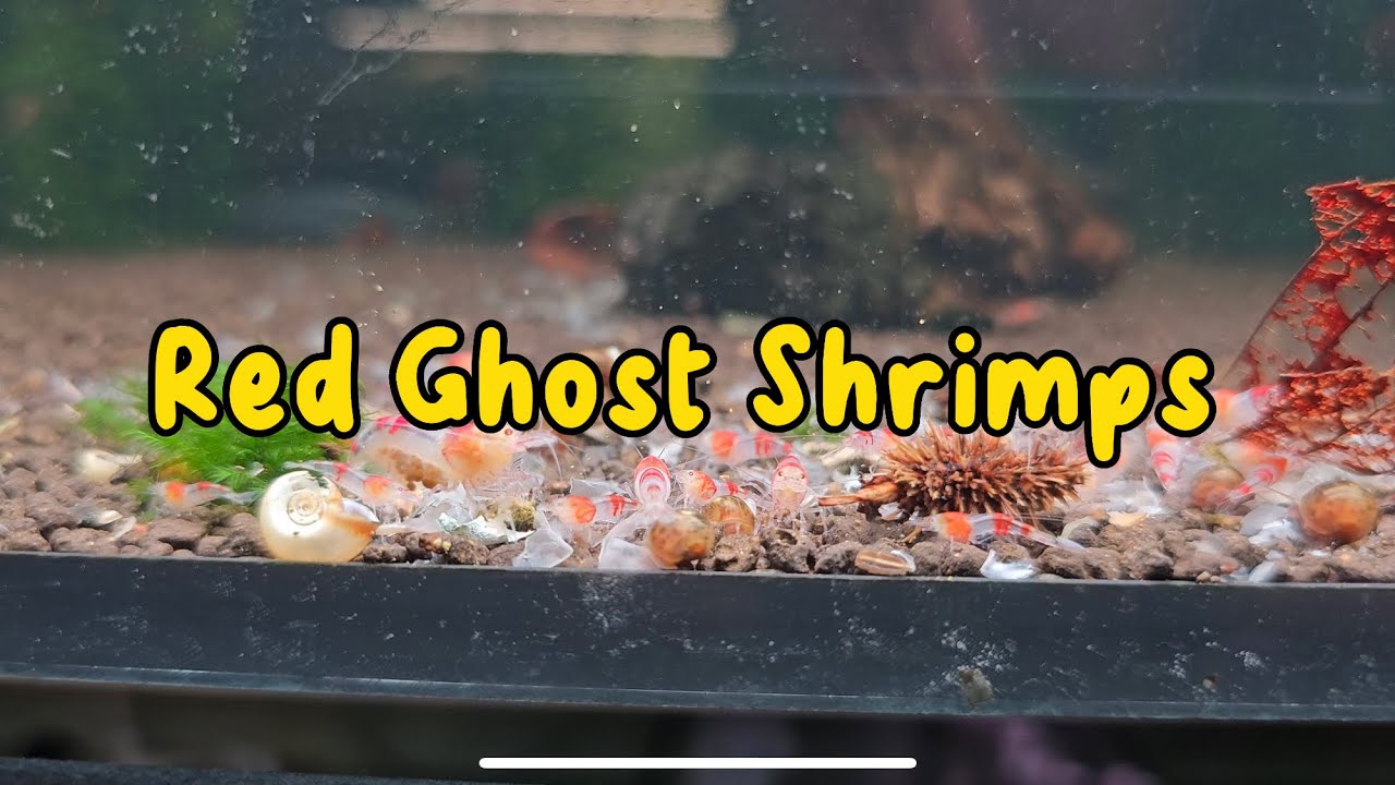 Red Ghost Shrimps: Enigmatic Elegance in the Aquarium World! - YouTube