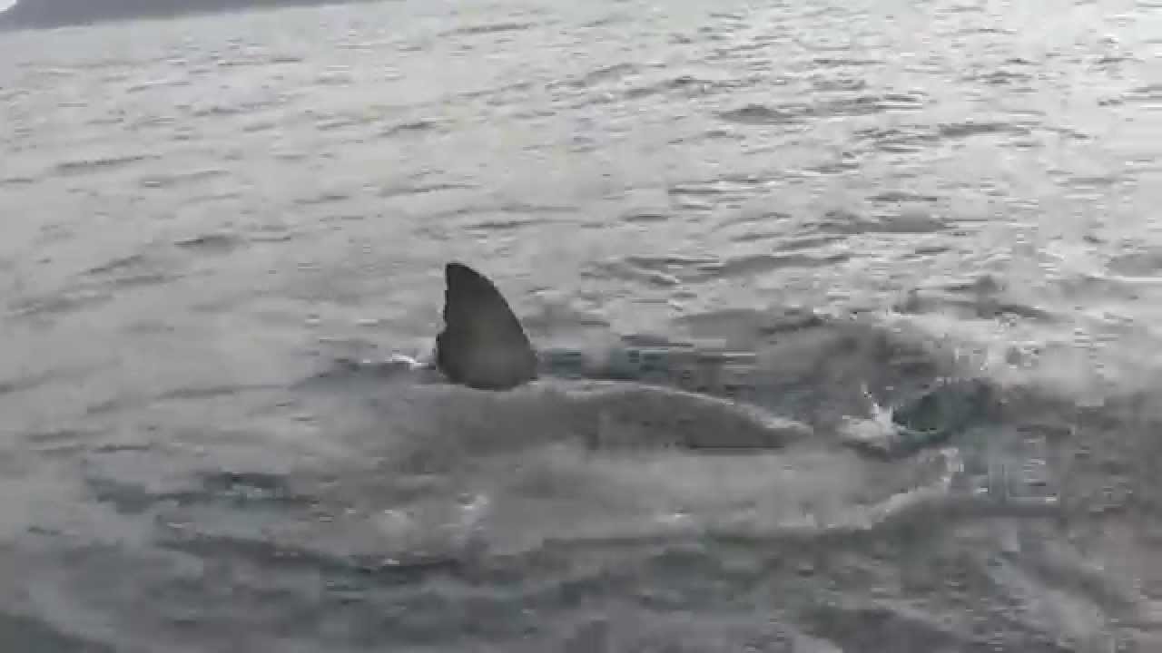 The 5.5m shark shows up again - YouTube