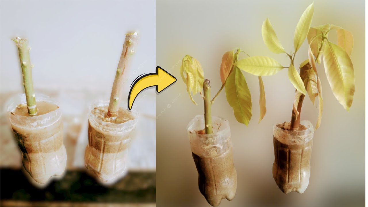 how to grow a mangoo tree with mangoo plants very simpel method. - YouTube