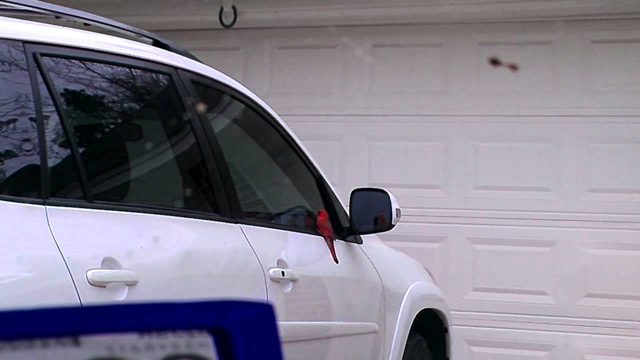 Reflective Cardinal - YouTube