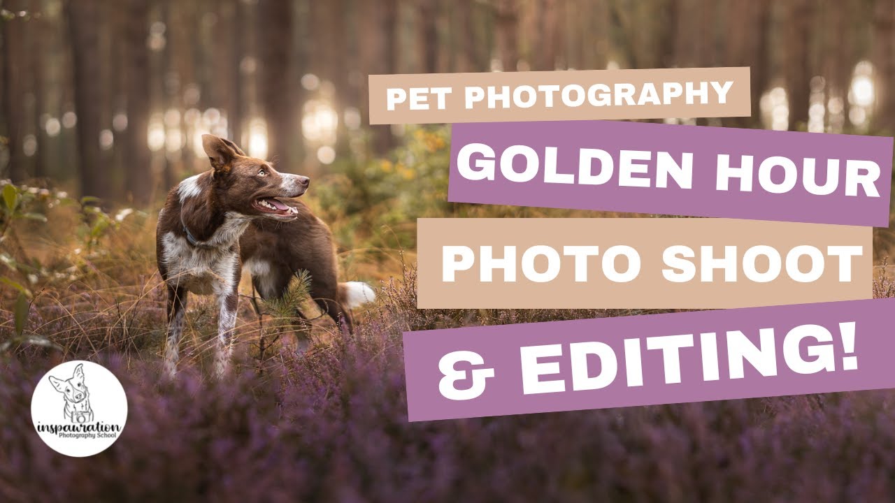 Pet Photography Behind the Scenes at Golden Hour! - YouTube