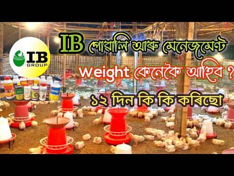IB Company Poultry farming | Company Broiler Farming Assam | broiler ...