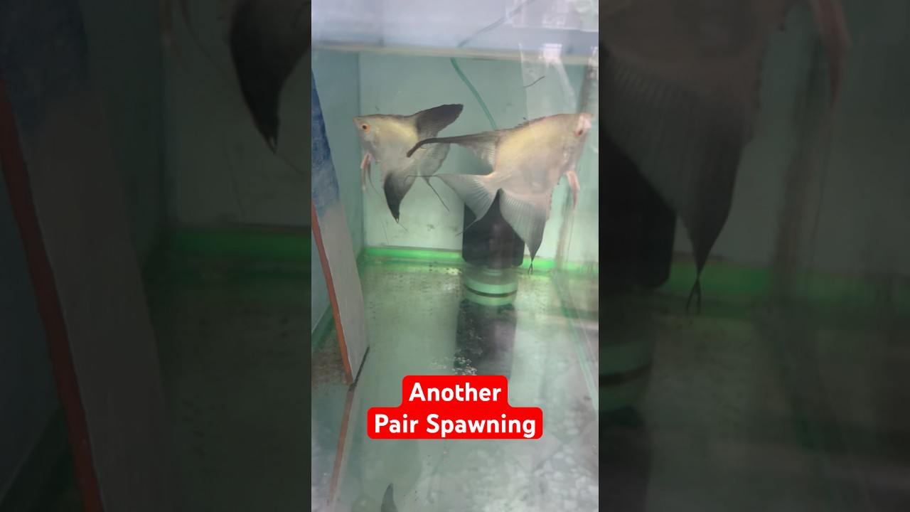 Another beautiful pair of #angelfish spawning - YouTube