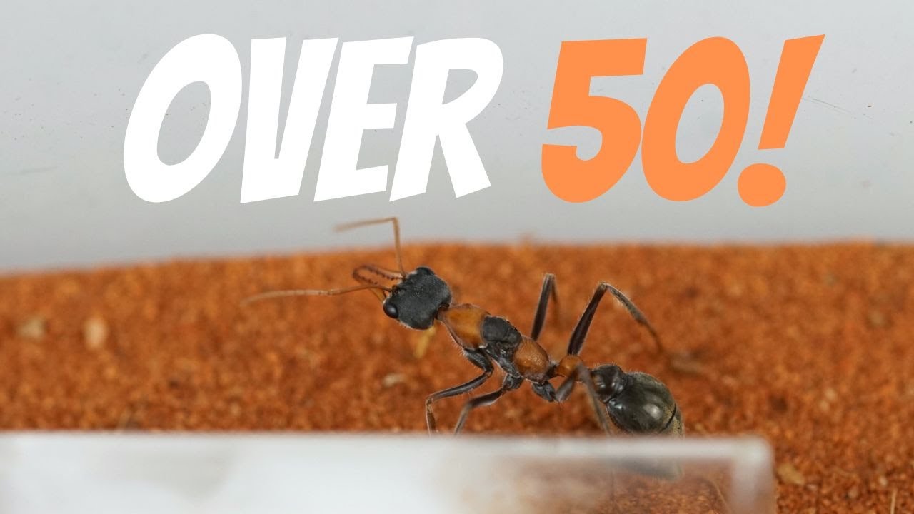 MEGA ANT ROOM TOUR! | BIGGEST ANT COLLECTION ON YOUTUBE?! - YouTube