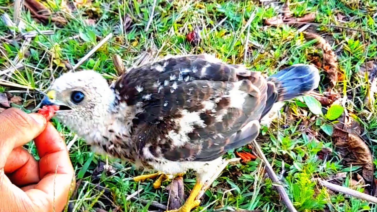 Adorable Baby Hawk Feeding Time! | Cutest Little Raptor Eats Gently ...
