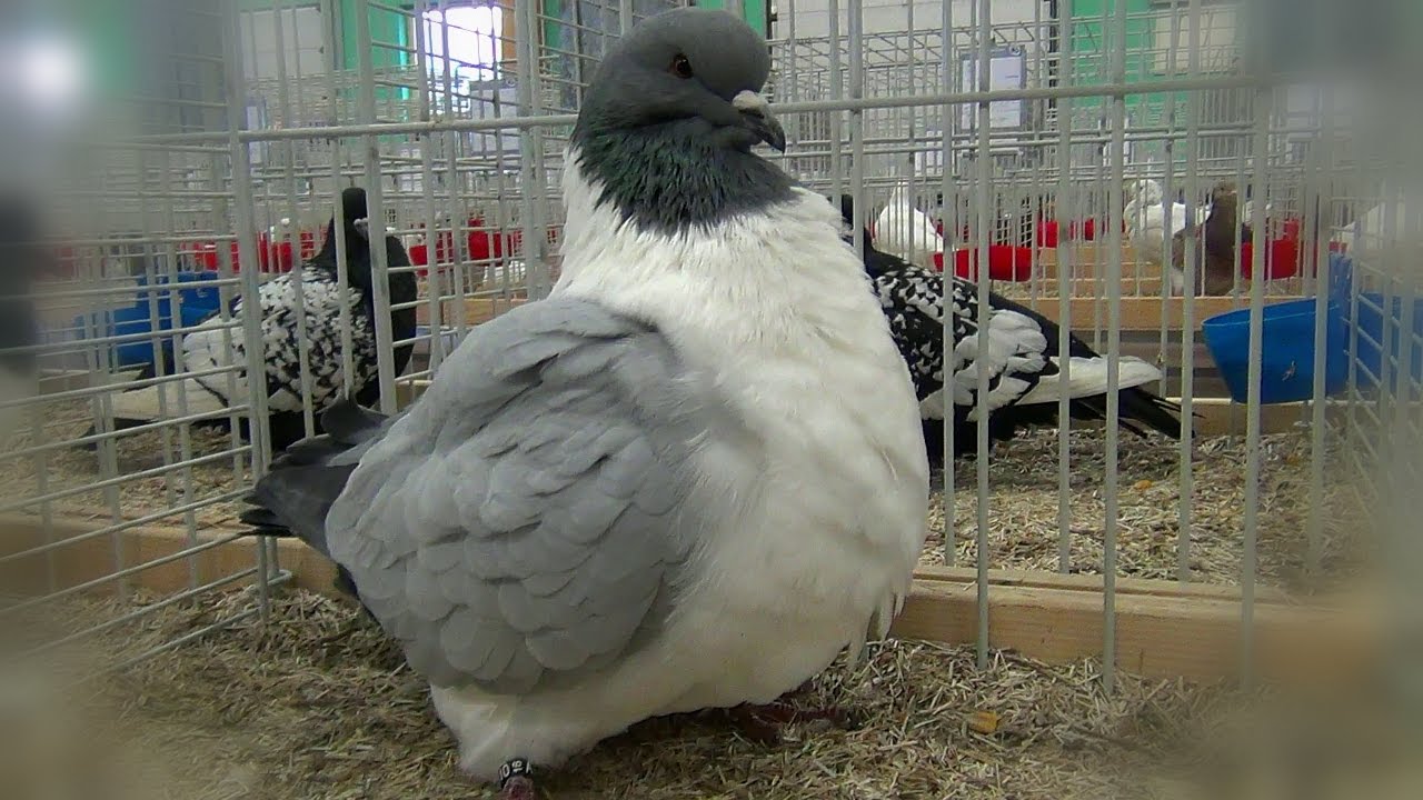 Pigeon Strasser bleu sans barres - YouTube