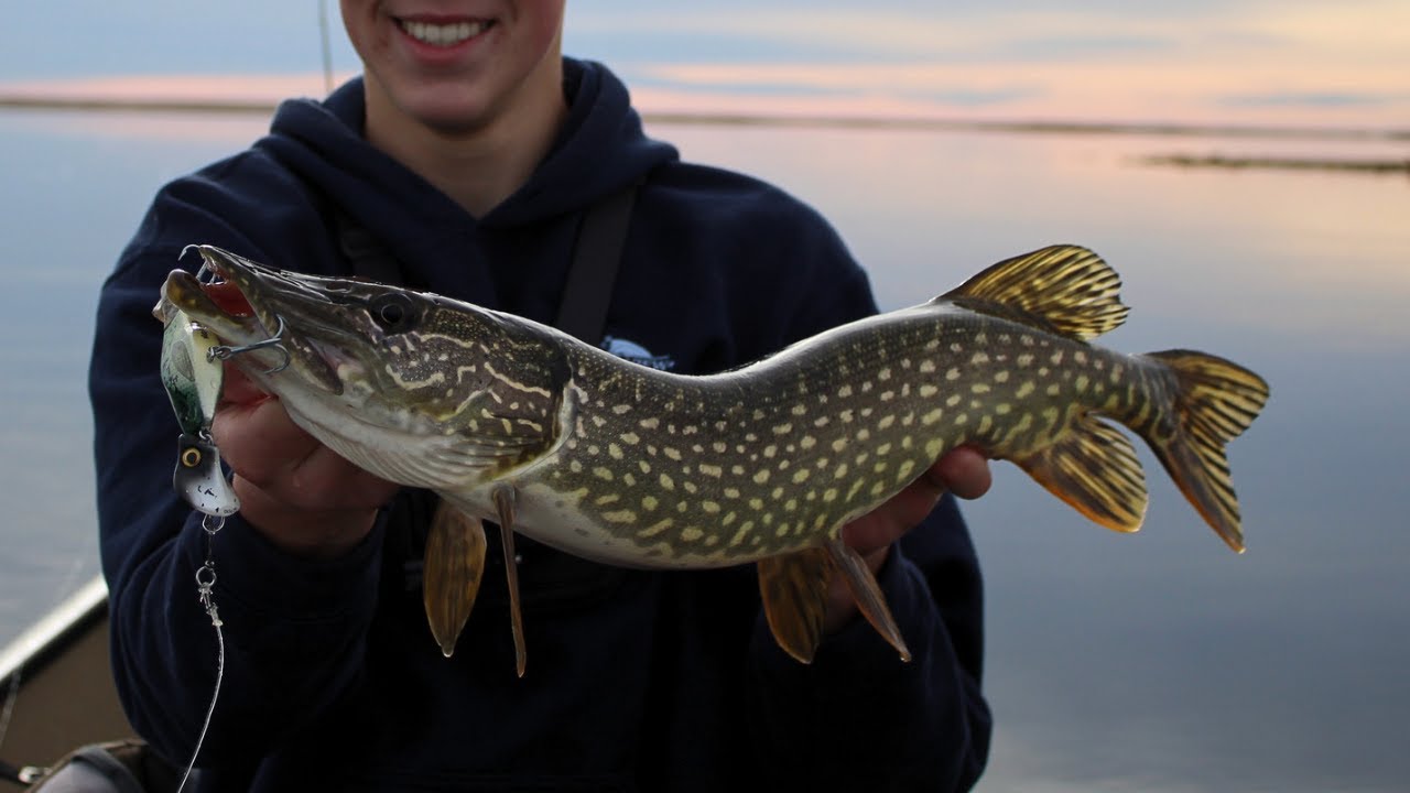 Fall Pike Fishing Lures And Tactics! - YouTube