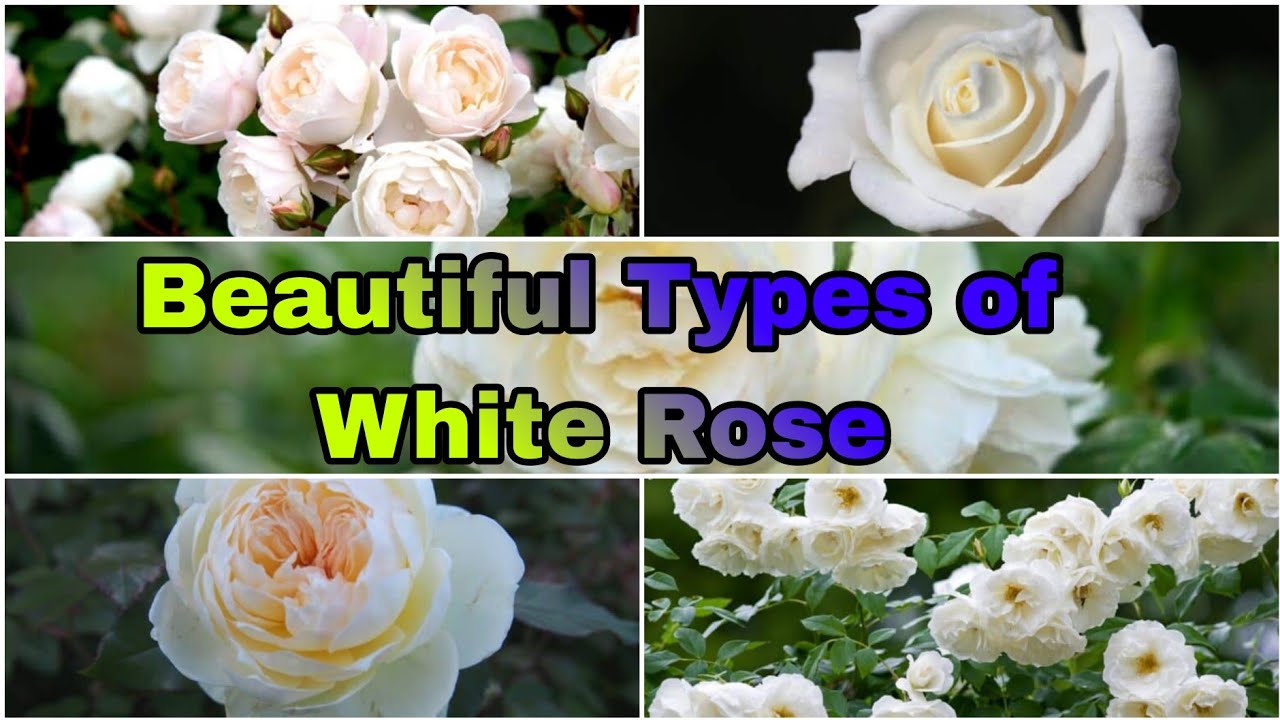 Different Types Of White Roses